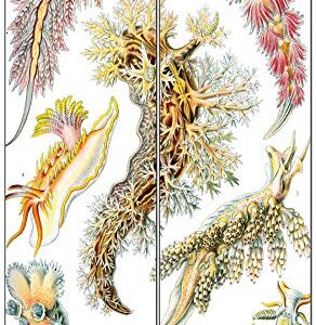 Creanoso Ernst Haeckel Bookmarks Series 2 (60-Pack) - Premium Quality Gift Ideas for Children, Teens, & Adults for All Occasions - Stocking Stuffers Party Favor & Giveaways