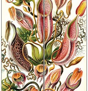 Creanoso Ernst Haeckel Bookmarks Series 2 (60-Pack) - Premium Quality Gift Ideas for Children, Teens, & Adults for All Occasions - Stocking Stuffers Party Favor & Giveaways