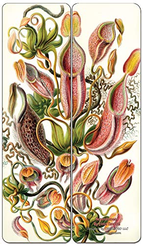 Creanoso Ernst Haeckel Bookmarks Series 2 (60-Pack) - Premium Quality Gift Ideas for Children, Teens, & Adults for All Occasions - Stocking Stuffers Party Favor & Giveaways