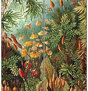 Creanoso Ernst Haeckel Bookmarks Series 2 (60-Pack) - Premium Quality Gift Ideas for Children, Teens, & Adults for All Occasions - Stocking Stuffers Party Favor & Giveaways