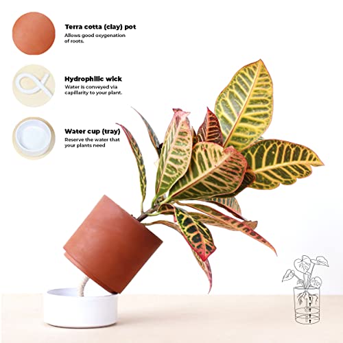 6 inch Self Watering Terracotta Pot with hydrophilic Wick and White Glazed Water Saucer for Indoor Plants, Clay Planter for Orchid, Herbs, and Flowers, Decorative Kitchen Windowsill, home decor