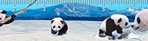 Authentic Collection 2-8" 3D Lenticular Rulers - Grizzly Bears Fishing and Panda Family