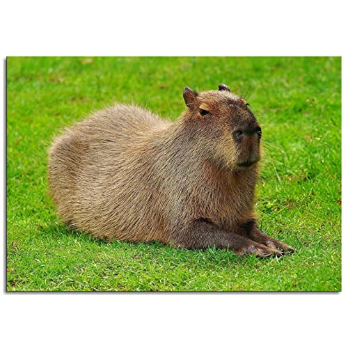 Ddfghei Capybara In The Grass Cute Animal Poster Print Art Picture 9231 Canvas Prints Poster Wall Art For Home Office Decorations Unframed 18"x12"