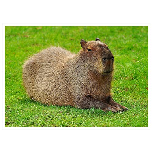 Ddfghei Capybara In The Grass Cute Animal Poster Print Art Picture 9231 Canvas Prints Poster Wall Art For Home Office Decorations Unframed 18"x12"