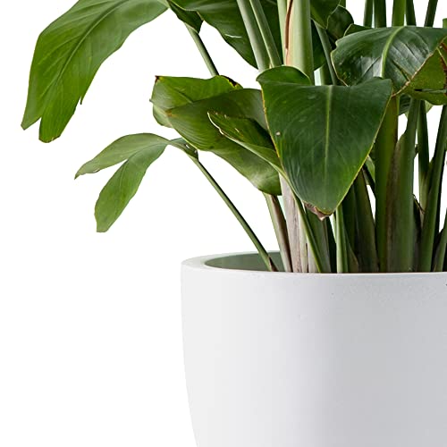 Kante 18", 14", and 10" W Pure White Concrete Round Planters (Set of 3), Outdoor Indoor Modern Planter Pots, Lightweight, Weather Resistant, Seamless with Drainage Hole (RC0050ABC-C80011)