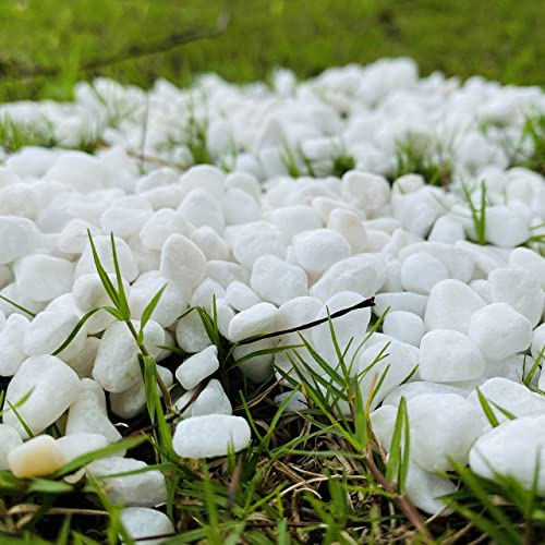 ROOFOO Polished Stones River Pebbles Vase Fillers White Rocks Garden Gravel 1.6LB for Aquarium,Fish Tank,Terrarium, Fairy Gardening,Top Dressing,Bonsai,Zen Garden,Air Plants Succulent,Soil Cover