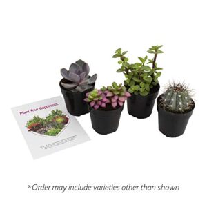 Altman Plants, Succulent Fairy Garden Kit (4 Pack), Live Succulents Plants Live Houseplants, Fairy Garden Accessories Terrarium Plants, Indoor Plants Live Plants Indoor House Plants, Succulent Plants