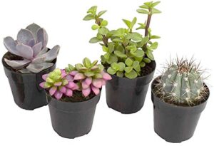 altman plants, succulent fairy garden kit (4 pack), live succulents plants live houseplants, fairy garden accessories terrarium plants, indoor plants live plants indoor house plants, succulent plants