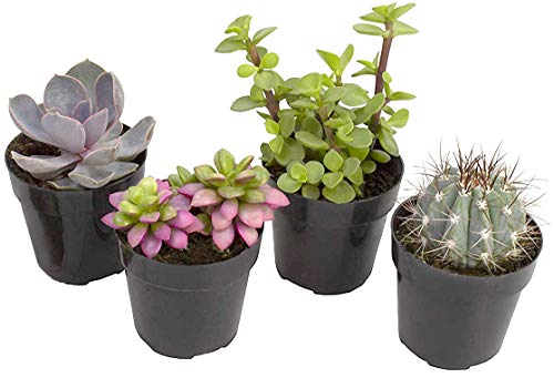 Altman Plants, Succulent Fairy Garden Kit (4 Pack), Live Succulents Plants Live Houseplants, Fairy Garden Accessories Terrarium Plants, Indoor Plants Live Plants Indoor House Plants, Succulent Plants