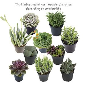 Altman Plants, Succulent Fairy Garden Kit (4 Pack), Live Succulents Plants Live Houseplants, Fairy Garden Accessories Terrarium Plants, Indoor Plants Live Plants Indoor House Plants, Succulent Plants