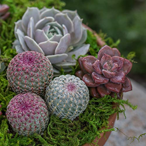 Altman Plants, Succulent Fairy Garden Kit (4 Pack), Live Succulents Plants Live Houseplants, Fairy Garden Accessories Terrarium Plants, Indoor Plants Live Plants Indoor House Plants, Succulent Plants