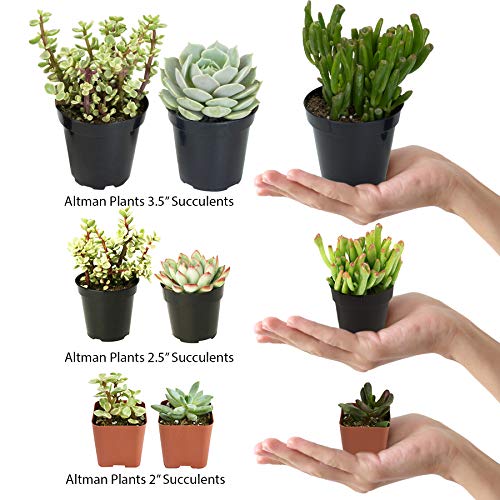 Altman Plants, Succulent Fairy Garden Kit (4 Pack), Live Succulents Plants Live Houseplants, Fairy Garden Accessories Terrarium Plants, Indoor Plants Live Plants Indoor House Plants, Succulent Plants