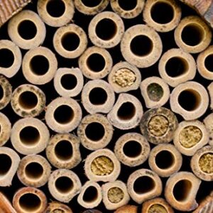 Wildlife World Mason Bee Barrel - Natural Hanging Habitat for Pollinators, Increases Productivity in Your Garden (Brown)