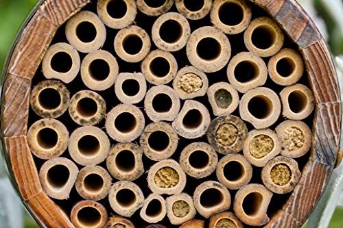 Wildlife World Mason Bee Barrel - Natural Hanging Habitat for Pollinators, Increases Productivity in Your Garden (Brown)