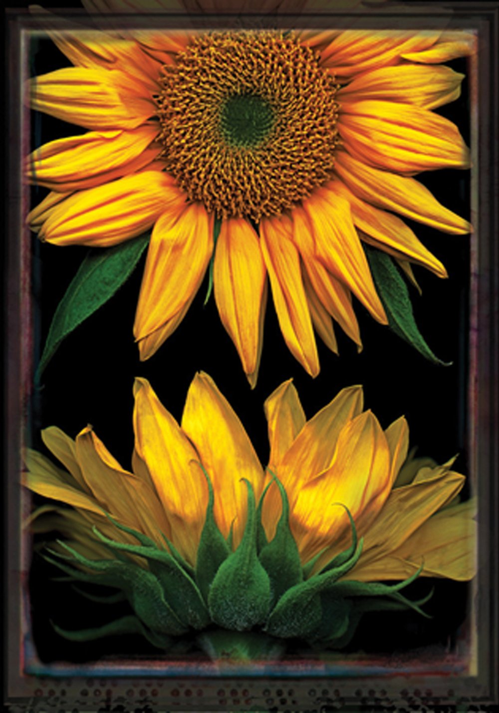 Toland Home Garden 101193 Sunflowers On Black Fall Garden Flag 28x40 Inch Double Sided for Outdoor Summer House Yard Decoration