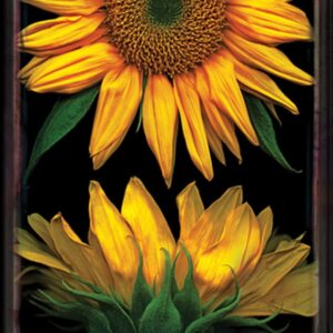 Toland Home Garden 101193 Sunflowers On Black Fall Garden Flag 28x40 Inch Double Sided for Outdoor Summer House Yard Decoration