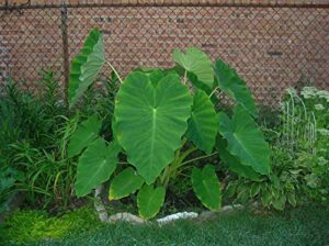 live bulbs colocasia elephant ear huge leaf esculenta elephant ear taro gabi kalo eddo bulbs ready to grow tropical garden plant (2 bulps)