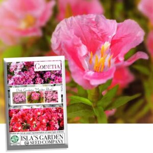 “maiden blush” pink godetia flower seeds for planting, 1500+ flower seeds per packet, (isla’s garden seeds), non gmo & heirloom seeds, scientific name: clarkia amoena, great home flower garden gift