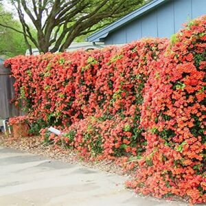 QAUZUY GARDEN 20 Seeds Rare Red Hummingbird Trumpet Creeper Vine Seeds Campsis Radicans Perennial Hardy Flower - Showy Privacy Screen- Easy to Grow & Maintain