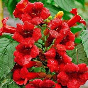 QAUZUY GARDEN 20 Seeds Rare Red Hummingbird Trumpet Creeper Vine Seeds Campsis Radicans Perennial Hardy Flower - Showy Privacy Screen- Easy to Grow & Maintain