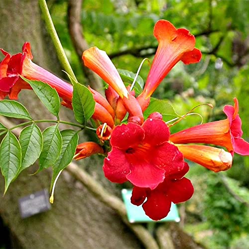 QAUZUY GARDEN 20 Seeds Rare Red Hummingbird Trumpet Creeper Vine Seeds Campsis Radicans Perennial Hardy Flower - Showy Privacy Screen- Easy to Grow & Maintain