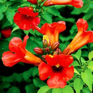 QAUZUY GARDEN 20 Seeds Rare Red Hummingbird Trumpet Creeper Vine Seeds Campsis Radicans Perennial Hardy Flower - Showy Privacy Screen- Easy to Grow & Maintain