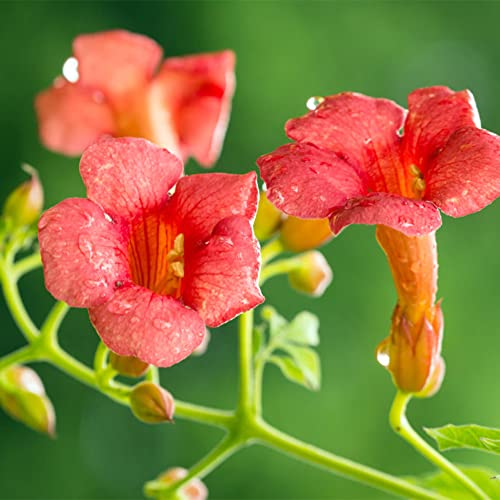 QAUZUY GARDEN 20 Seeds Rare Red Hummingbird Trumpet Creeper Vine Seeds Campsis Radicans Perennial Hardy Flower - Showy Privacy Screen- Easy to Grow & Maintain