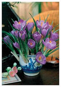 crocus indoor forcing kit – ceramic pot,soil & 10 blue crocus bulb, great gift