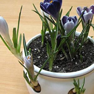 Crocus Indoor Forcing Kit - Ceramic Pot,Soil & 10 Blue Crocus Bulb, Great Gift