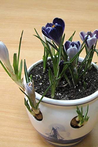 Crocus Indoor Forcing Kit - Ceramic Pot,Soil & 10 Blue Crocus Bulb, Great Gift