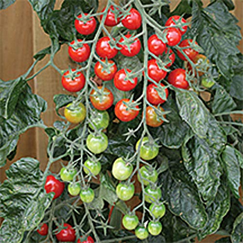 Rapunzel Tomato Seeds (20+ Seeds) | Non GMO | Vegetable Fruit Herb Flower Seeds for Planting | Home Garden Greenhouse Pack