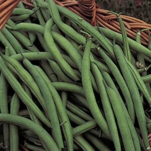 40+ blue lake 274 bush bean seeds for planting heirloom non gmo 14 grams of seeds garden vegetable bulk survival