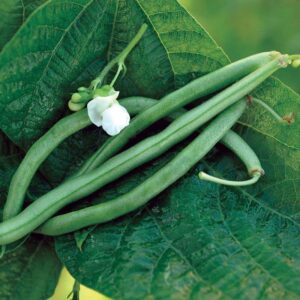 40+ Blue Lake 274 Bush Bean Seeds for Planting Heirloom Non GMO 14 Grams of Seeds Garden Vegetable Bulk Survival