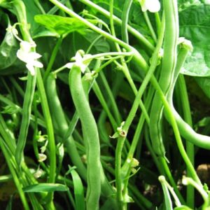 40+ Blue Lake 274 Bush Bean Seeds for Planting Heirloom Non GMO 14 Grams of Seeds Garden Vegetable Bulk Survival