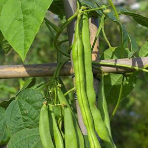 40+ Blue Lake 274 Bush Bean Seeds for Planting Heirloom Non GMO 14 Grams of Seeds Garden Vegetable Bulk Survival