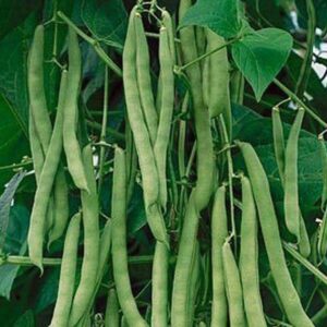 40+ Blue Lake 274 Bush Bean Seeds for Planting Heirloom Non GMO 14 Grams of Seeds Garden Vegetable Bulk Survival