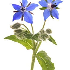 Borage Seeds - Starflower - Heirloom Non-GMO Herb Seeds for Planting an Herb Garden - 100 Seeds - Borago Officinalis - by RDR Seeds