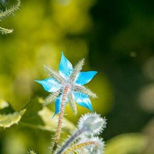 Borage Seeds - Starflower - Heirloom Non-GMO Herb Seeds for Planting an Herb Garden - 100 Seeds - Borago Officinalis - by RDR Seeds