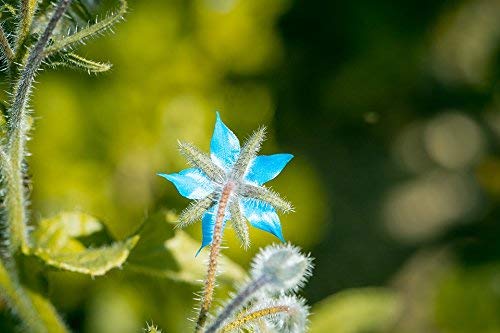 Borage Seeds - Starflower - Heirloom Non-GMO Herb Seeds for Planting an Herb Garden - 100 Seeds - Borago Officinalis - by RDR Seeds