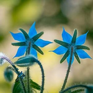 Borage Seeds - Starflower - Heirloom Non-GMO Herb Seeds for Planting an Herb Garden - 100 Seeds - Borago Officinalis - by RDR Seeds