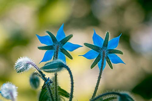 Borage Seeds - Starflower - Heirloom Non-GMO Herb Seeds for Planting an Herb Garden - 100 Seeds - Borago Officinalis - by RDR Seeds