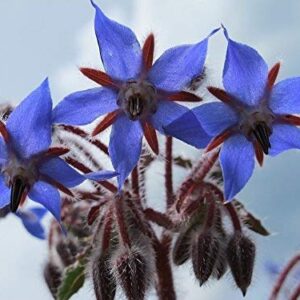 Borage Seeds - Starflower - Heirloom Non-GMO Herb Seeds for Planting an Herb Garden - 100 Seeds - Borago Officinalis - by RDR Seeds