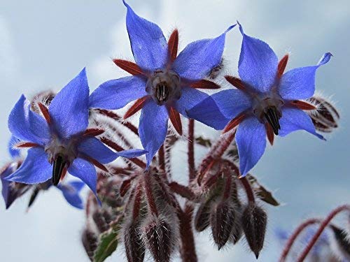 Borage Seeds - Starflower - Heirloom Non-GMO Herb Seeds for Planting an Herb Garden - 100 Seeds - Borago Officinalis - by RDR Seeds