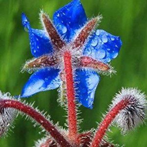 Borage Seeds - Starflower - Heirloom Non-GMO Herb Seeds for Planting an Herb Garden - 100 Seeds - Borago Officinalis - by RDR Seeds