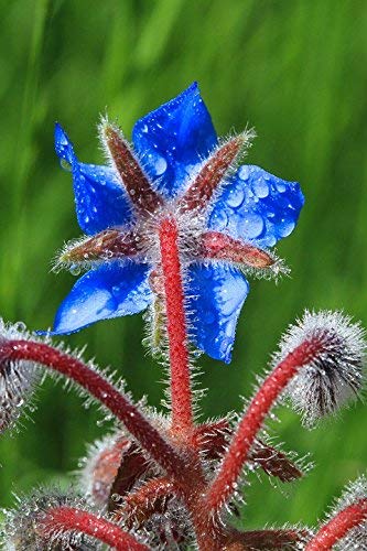 Borage Seeds - Starflower - Heirloom Non-GMO Herb Seeds for Planting an Herb Garden - 100 Seeds - Borago Officinalis - by RDR Seeds