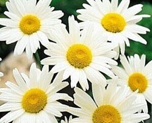 shasta daisy alaska nice garden flower seeds (1/4 lb seeds)