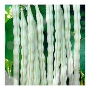 chinese white pole bean 15g asian chinese baibulao laolaishao haricot garden seeds for planting 白不老 老来少架豆 白架豆 芸豆 四季豆种子