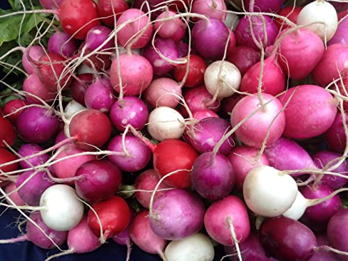 300 Easter Egg Radish Seeds for Planting Heirloom Non GMO 3.5 Grams Garden Vegetable Bulk Survival