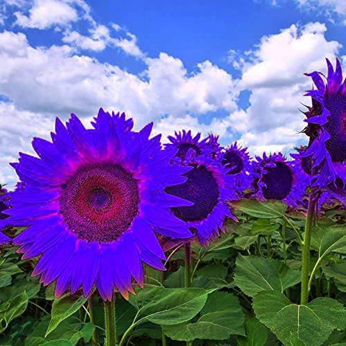 GMNP0di% Sunflower Seeds to Plant Purple Sunflower Seeds Ornamental Plant Home Garden Yard Farm Office Decor Non-GMO Seeds Purple Sunflower Seeds