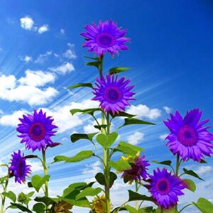 GMNP0di% Sunflower Seeds to Plant Purple Sunflower Seeds Ornamental Plant Home Garden Yard Farm Office Decor Non-GMO Seeds Purple Sunflower Seeds